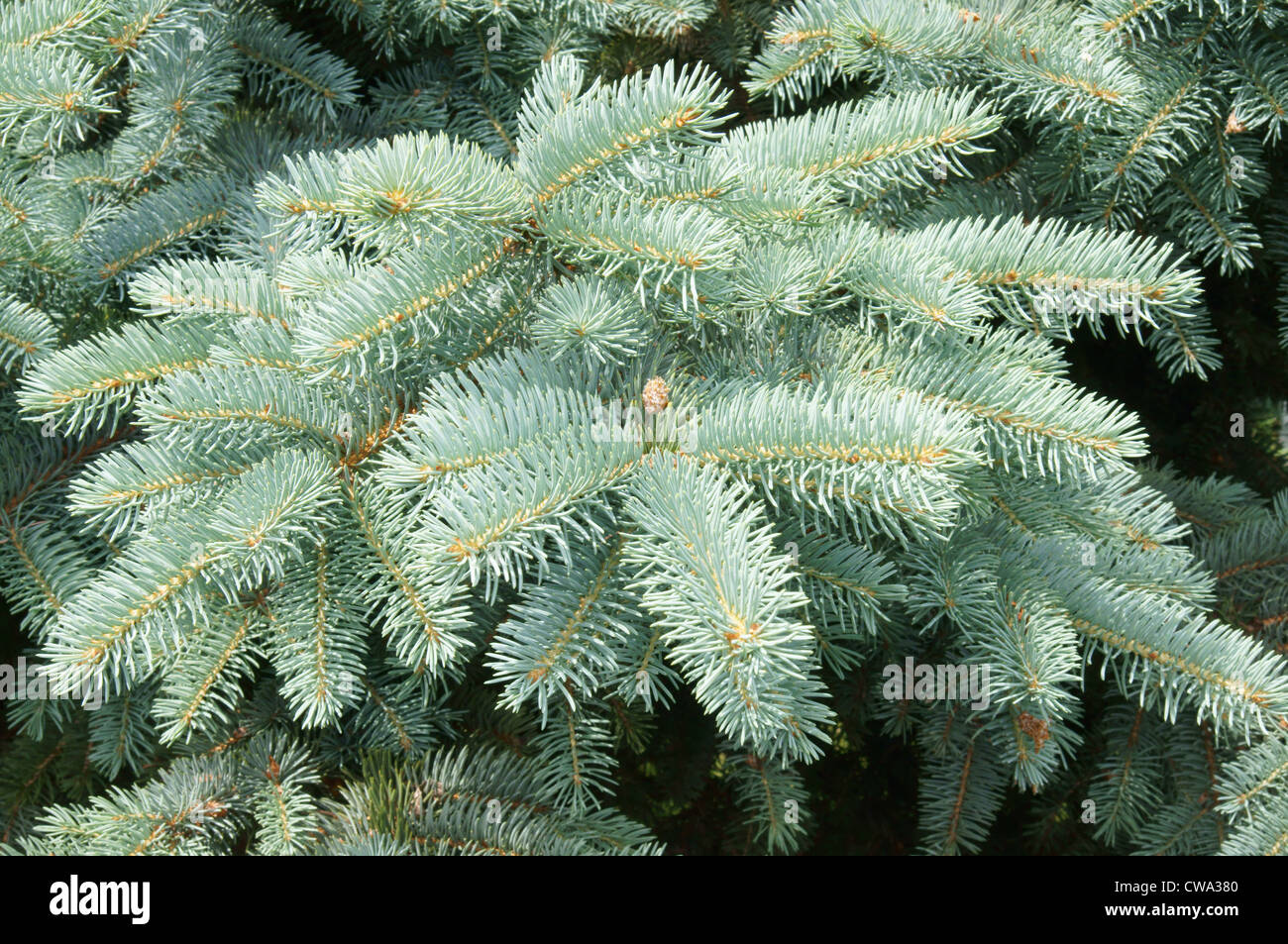 Colorado spruce flower hi-res stock photography and images - Alamy