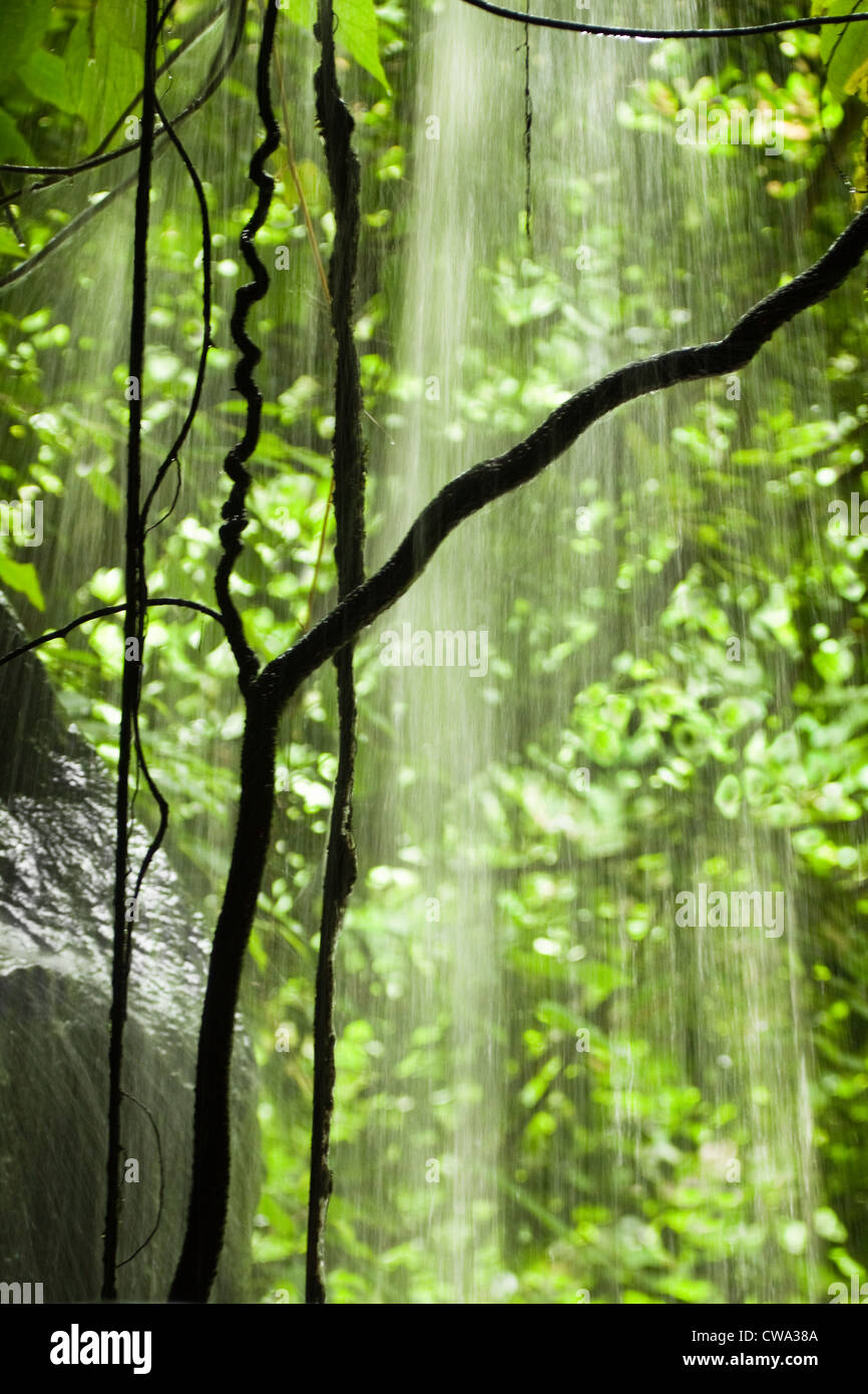 Jungle view with falling water, rocks and trees - vertical Stock Photo ...