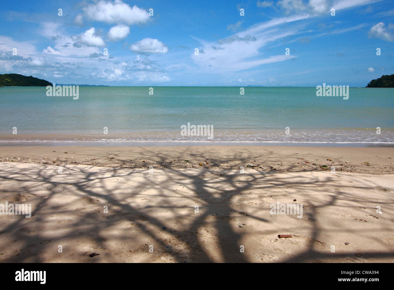 shadow of tree on the beach Stock Photo - Alamy