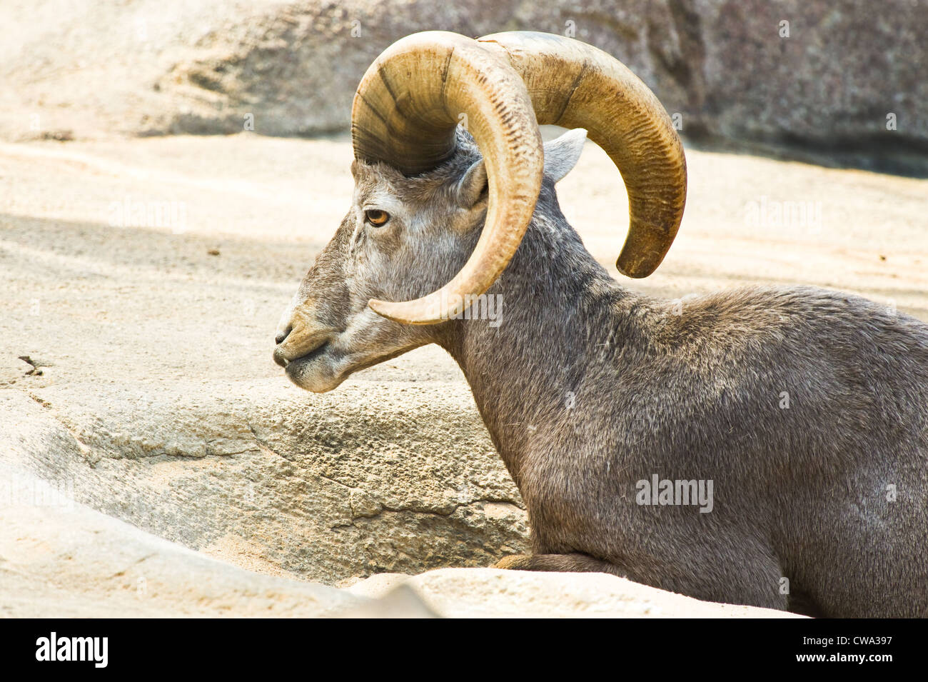 Male Mouflon or wild mountain sheep resting Stock Photo - Alamy