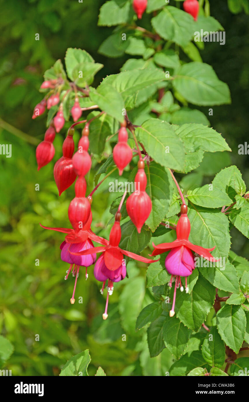 Kotukutuku High Resolution Stock Photography and Images - Alamy