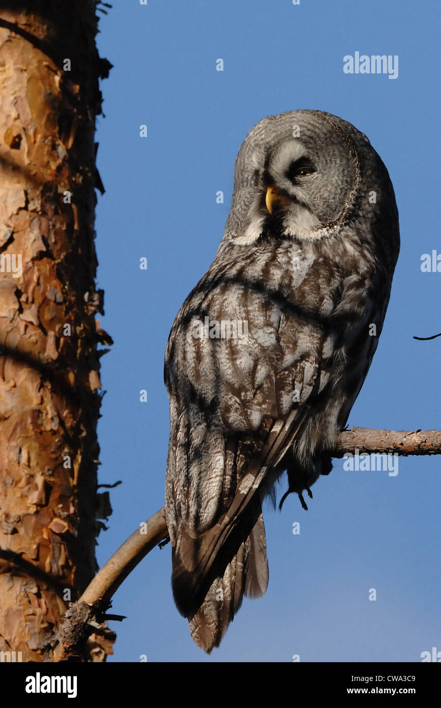 a portrait of great grey owl from Finland Stock Photo - Alamy