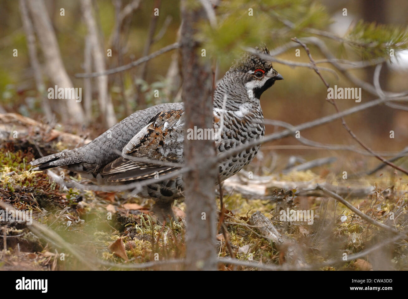 adult male of hazel grouse(Bonasa bonasia) hen sitting in forest ...