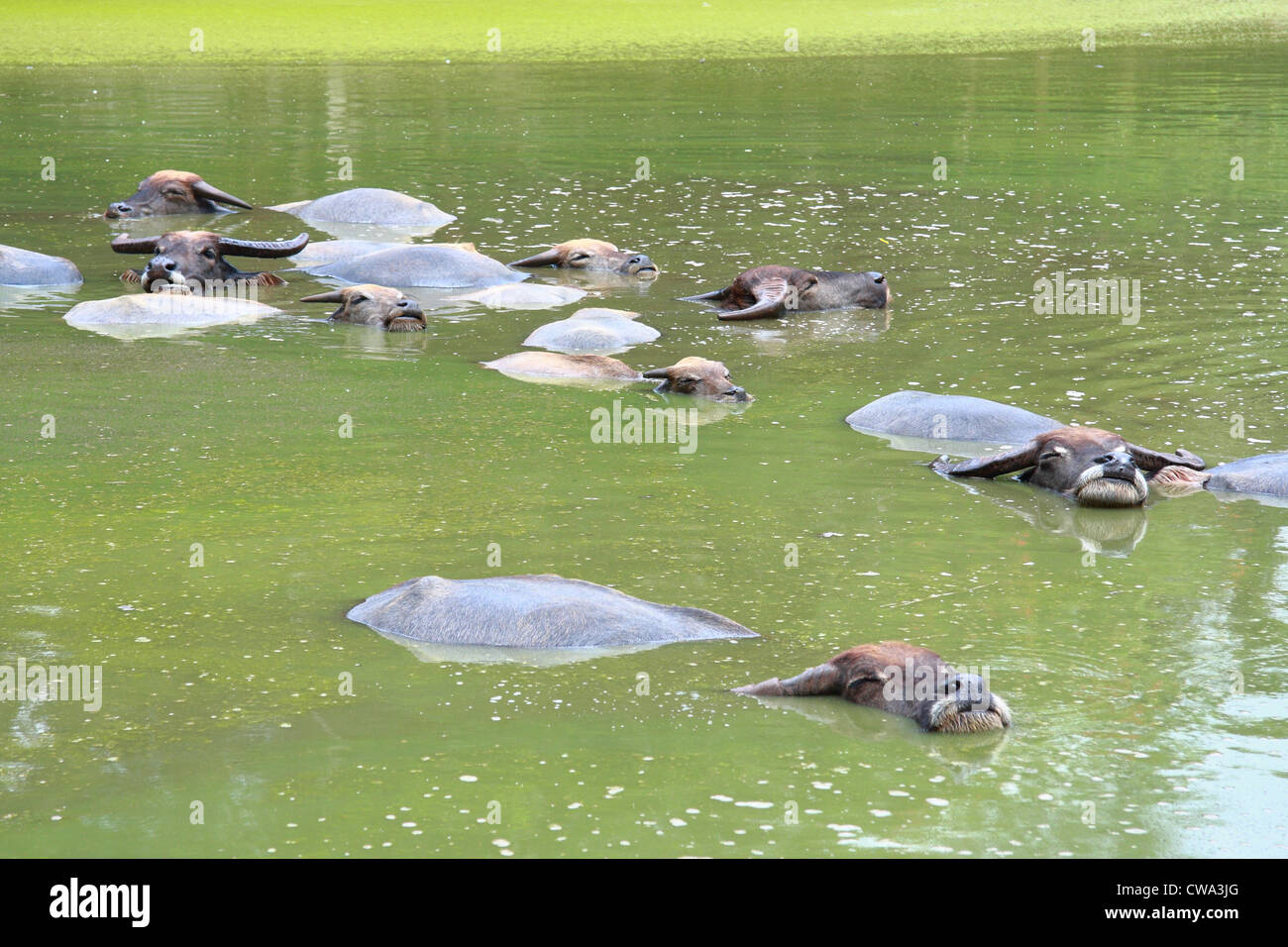 Buffalo in water black color hi-res stock photography and images - Alamy