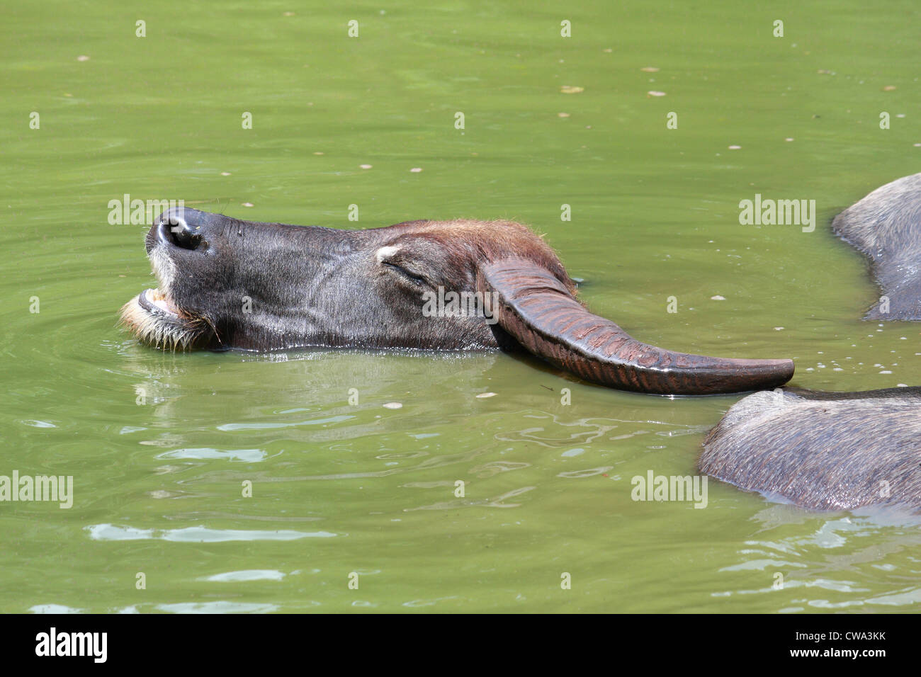 Buffalo rest in emerald pond Stock Photo - Alamy