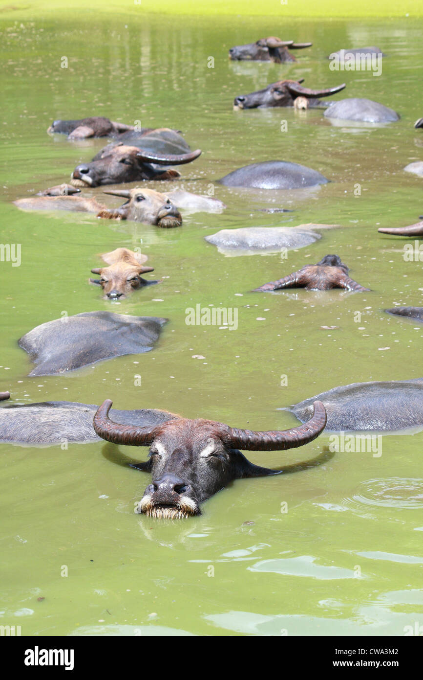 Buffalo rest in emerald pond Stock Photo - Alamy