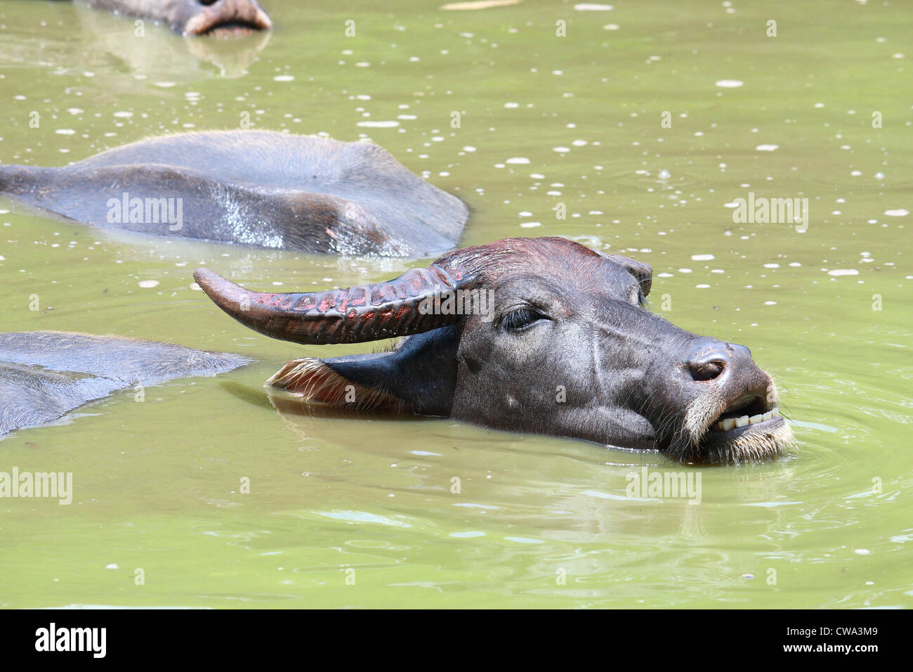 Wet water buffalo hi-res stock photography and images - Alamy