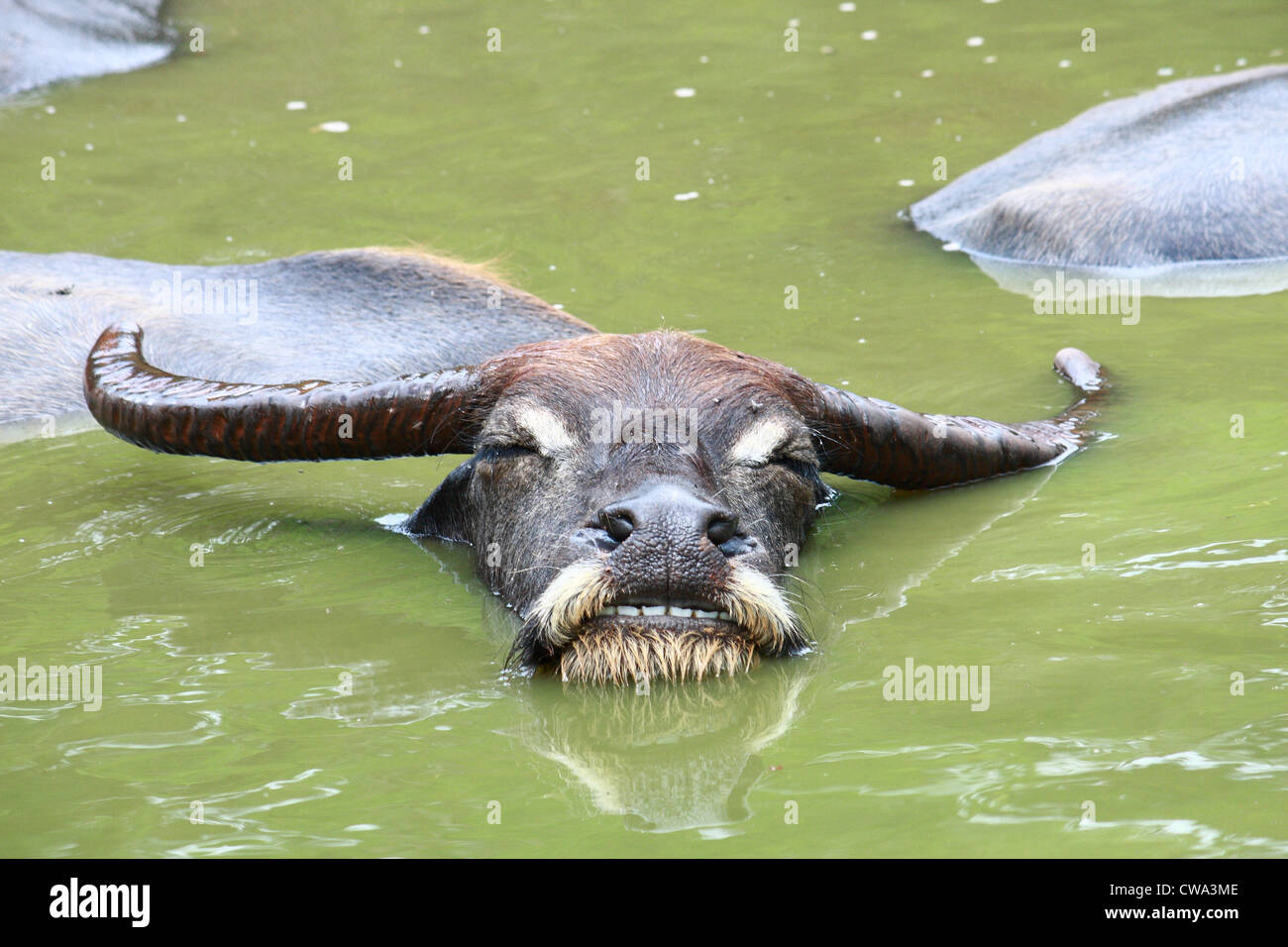 Buffalo rest in emerald pond Stock Photo - Alamy
