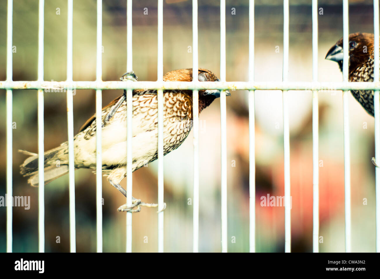 sparrow birds in cage, concept of cage or restriction, no freedom Stock ...
