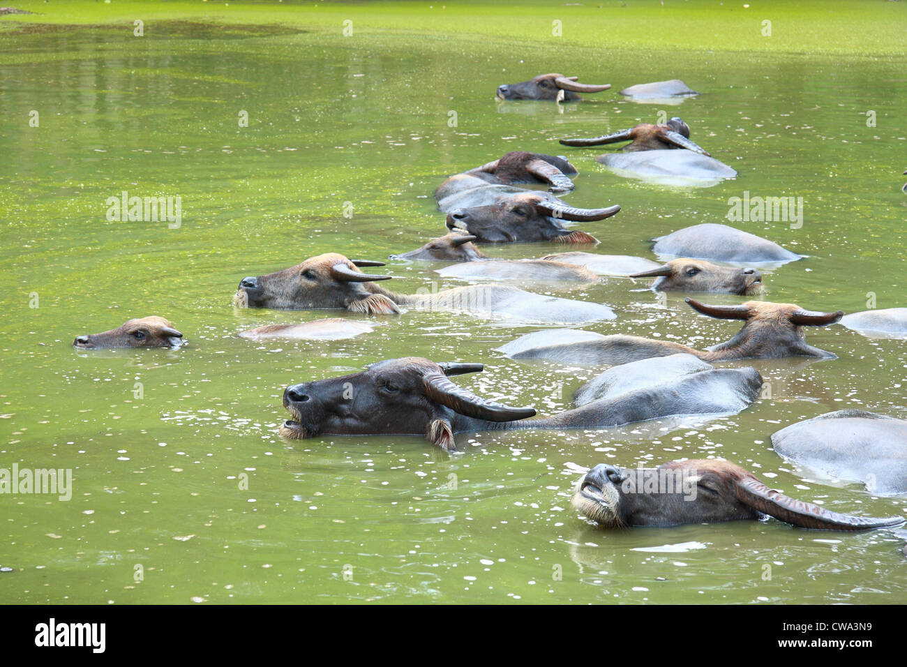 Water buffalo in pond hi-res stock photography and images - Alamy