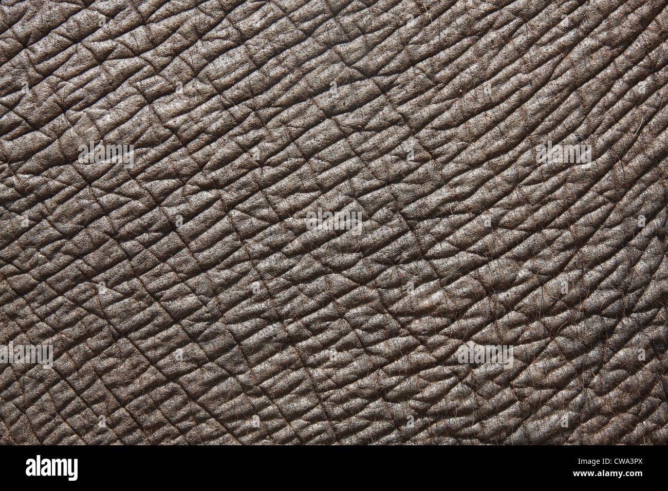 Elephant skin hi-res stock photography and images - Alamy