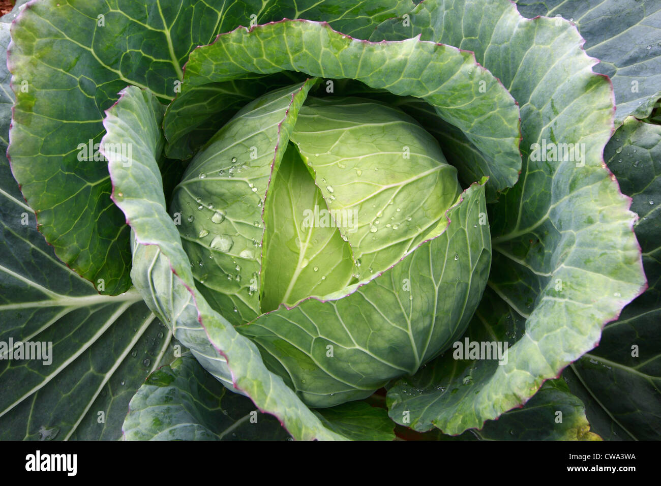 cabbage close up with water drop on it's leaf Stock Photo - Alamy