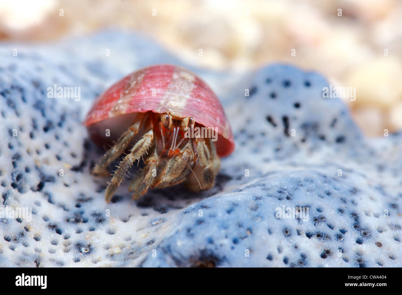 Hermit crab, pagurian Stock Photo - Alamy