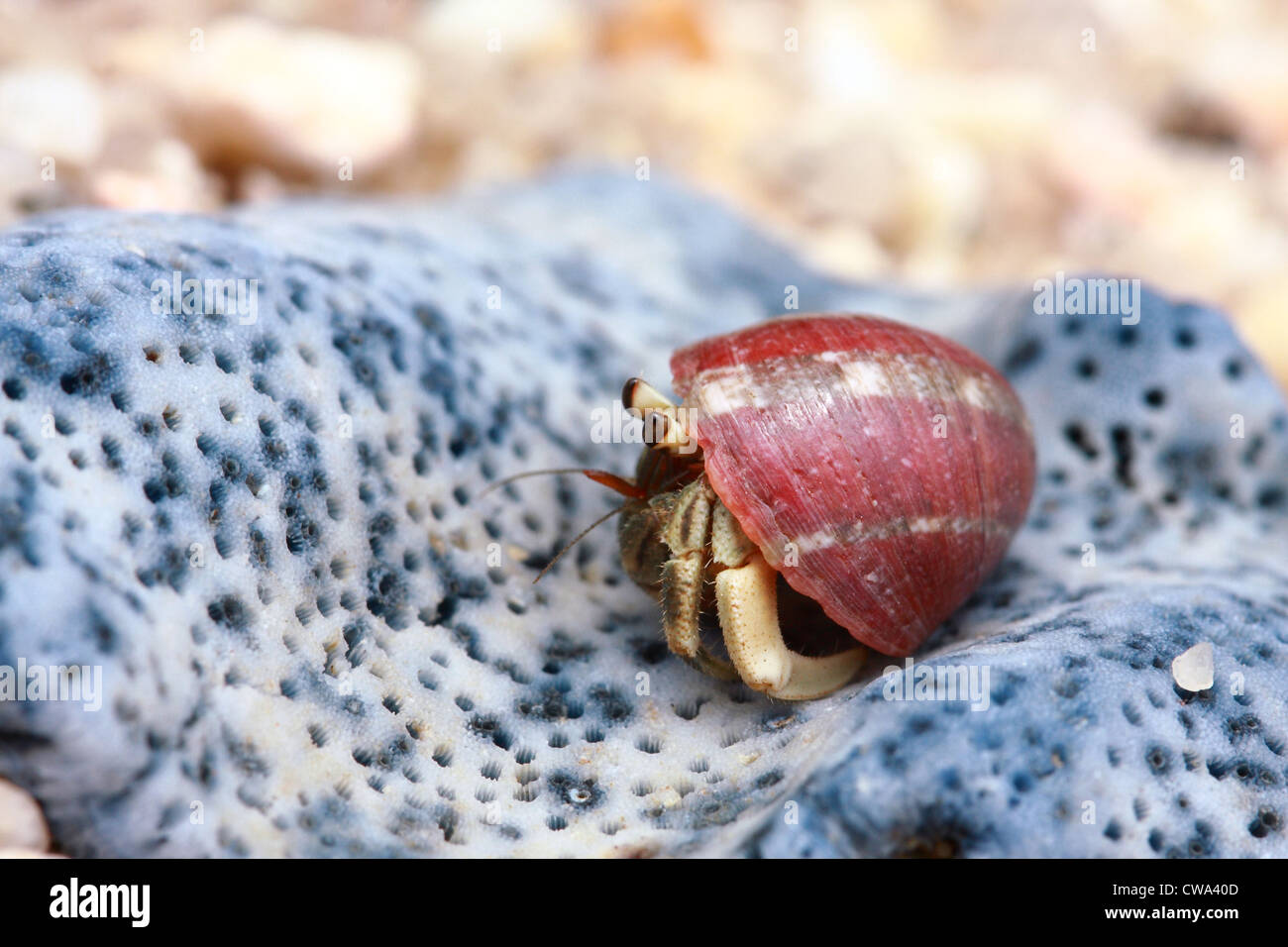 Hermit crab, pagurian Stock Photo - Alamy