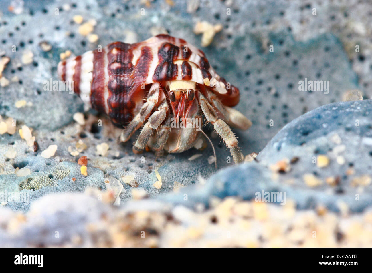 Hermit crab, pagurian Stock Photo - Alamy