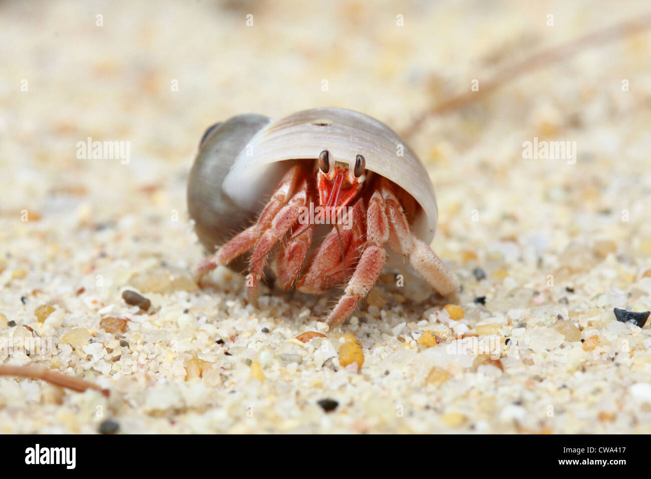 Hermit crab, pagurian Stock Photo - Alamy