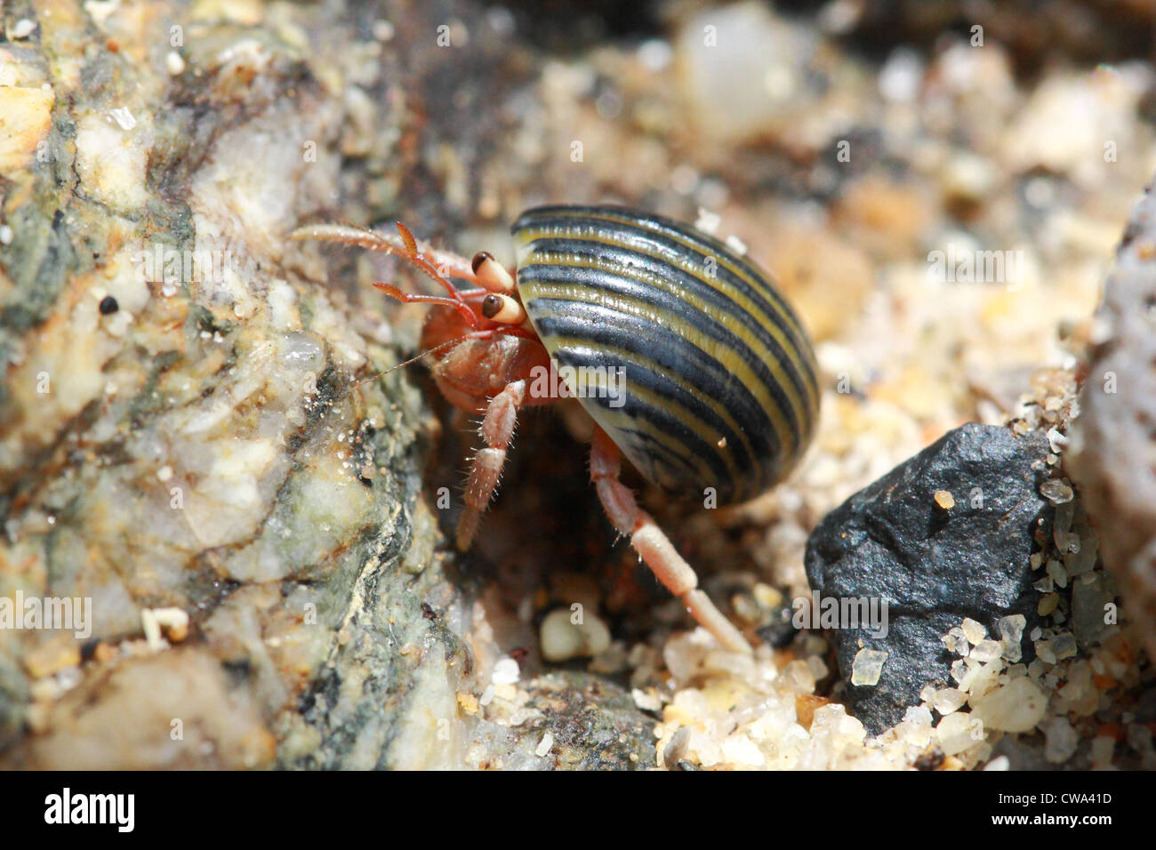 Hermit crab, pagurian Stock Photo - Alamy
