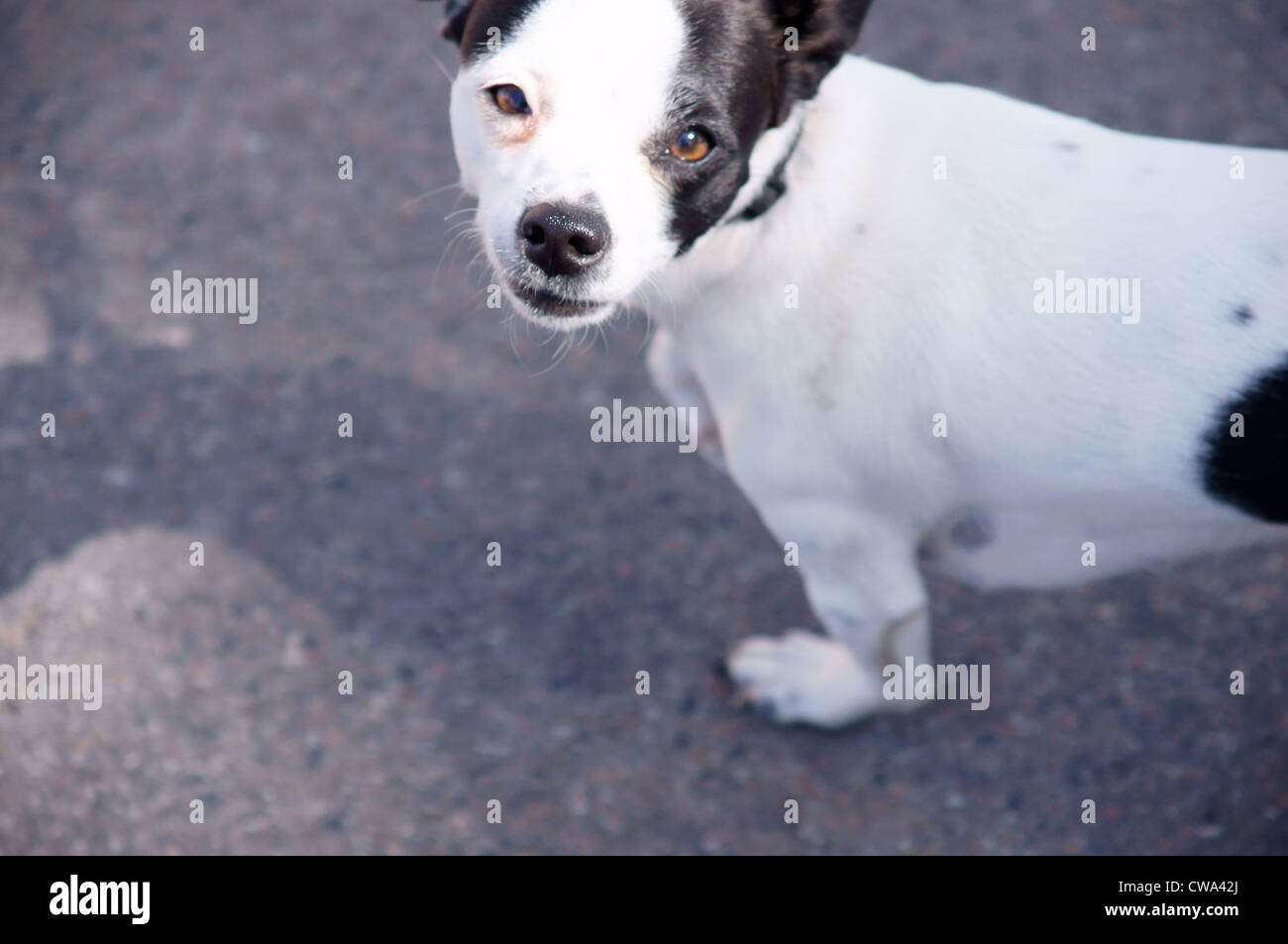 Dog questioning look hi-res stock photography and images - Alamy