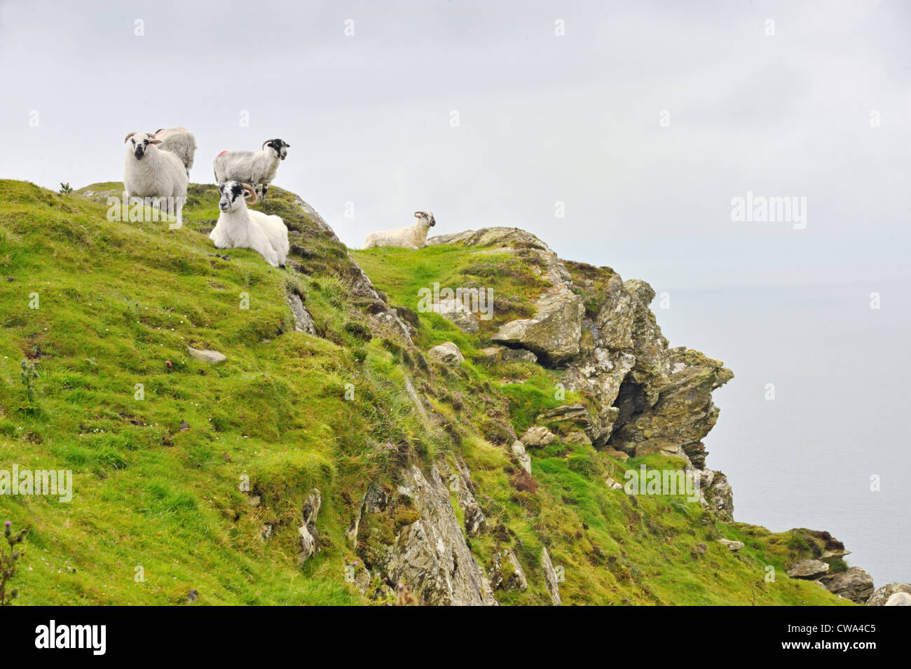 Irish sheep hi-res stock photography and images - Alamy