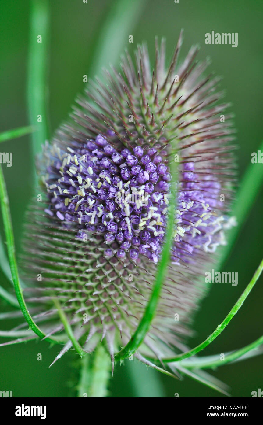A teasel in flower UK Stock Photo - Alamy