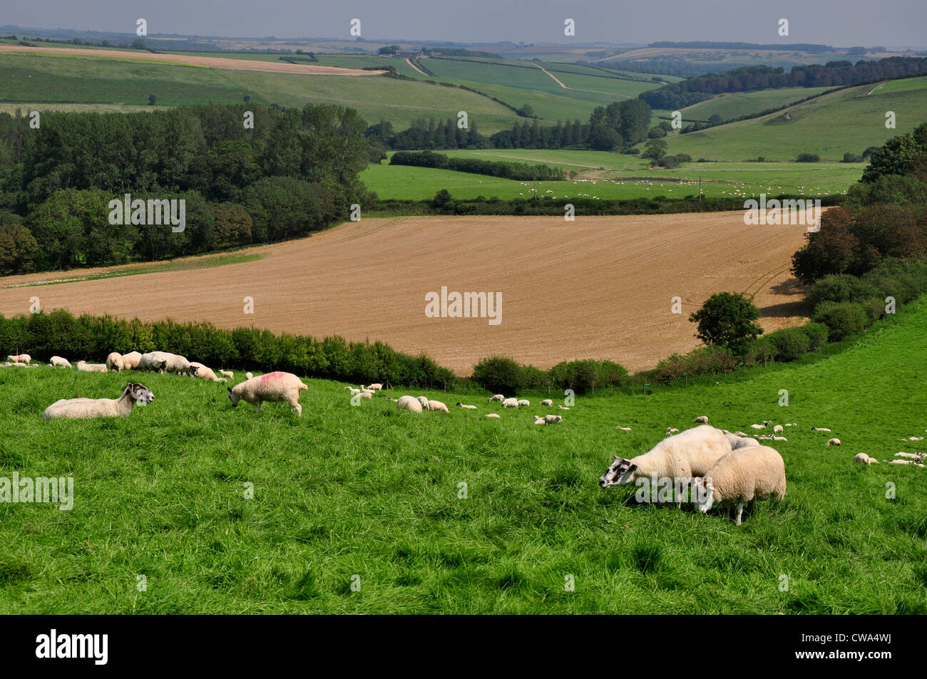 Compton farm hi-res stock photography and images - Alamy
