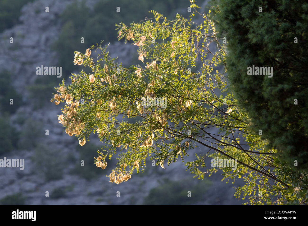 Shkoder Lake, Montenegro Stock Photo - Alamy