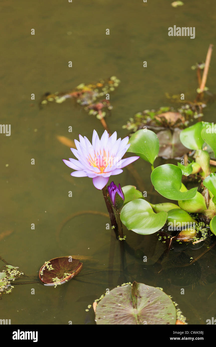 Single flowering Water Lilly with bud Stock Photo - Alamy