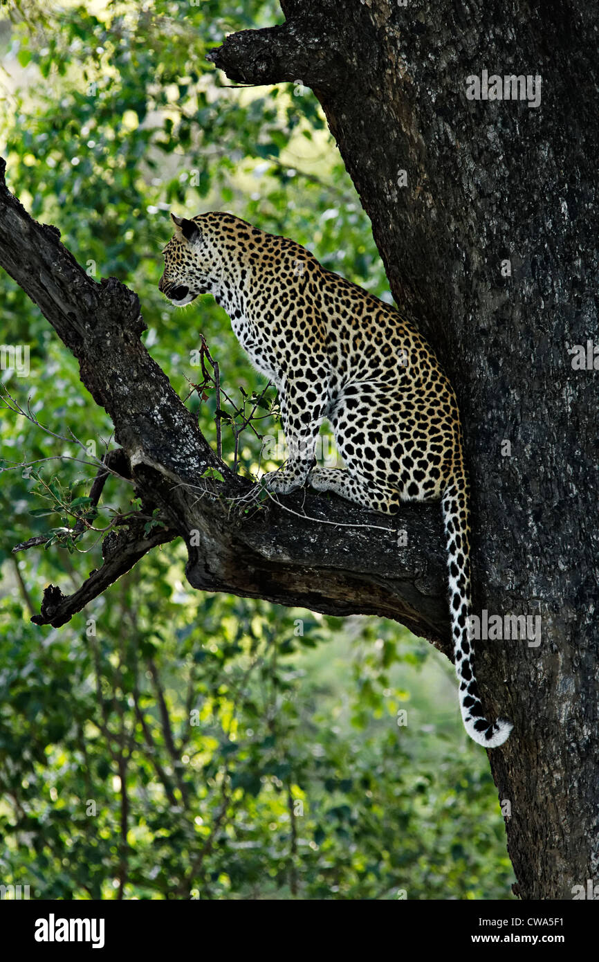 Leopard sitting on tree hi-res stock photography and images - Alamy