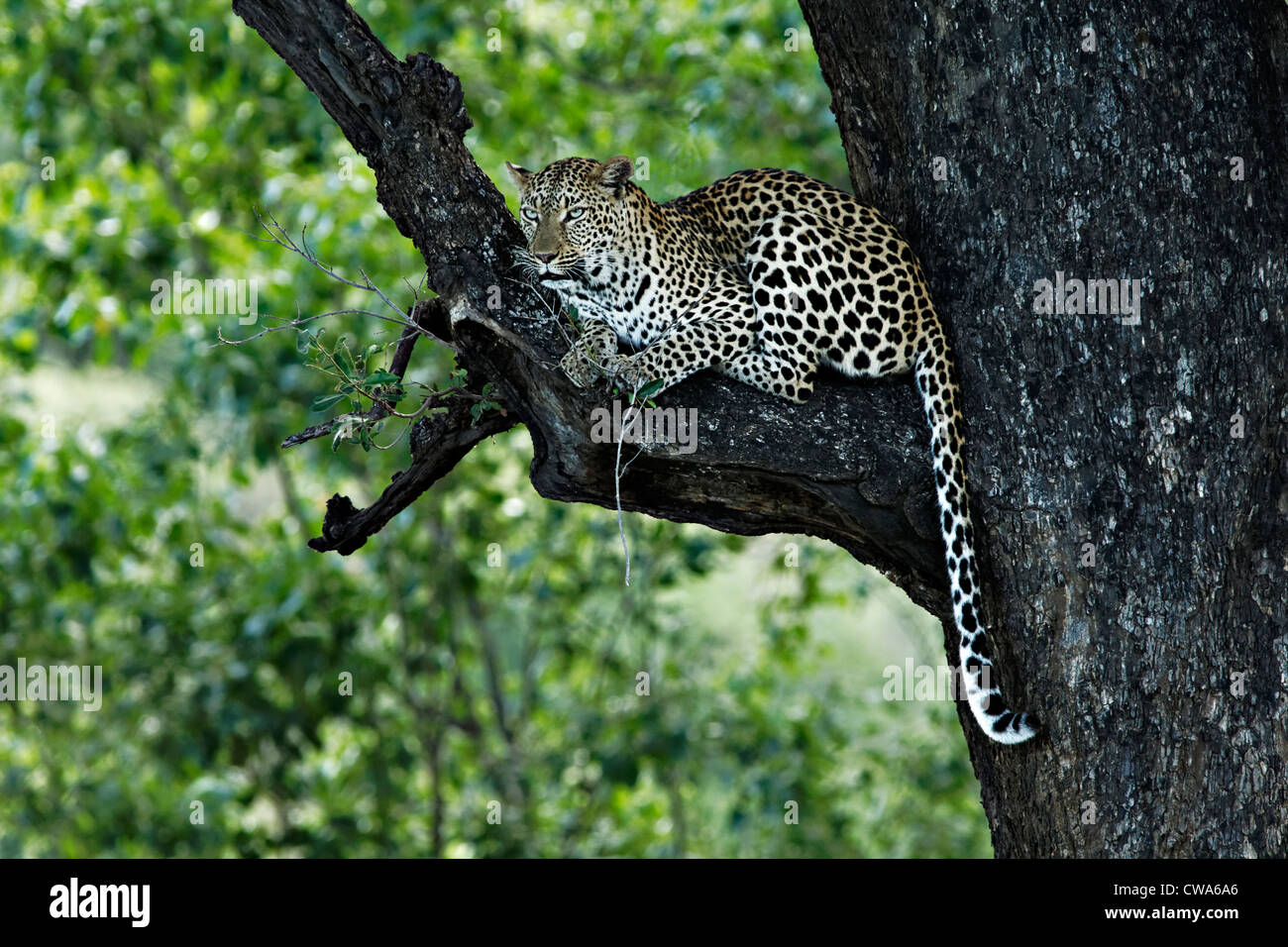 Leopard ( Panthera pardus ) laying on a tree branch, Kruger National ...