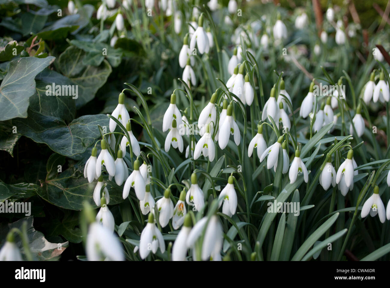 Galanthus / Snowsdrops in flower Stock Photo - Alamy
