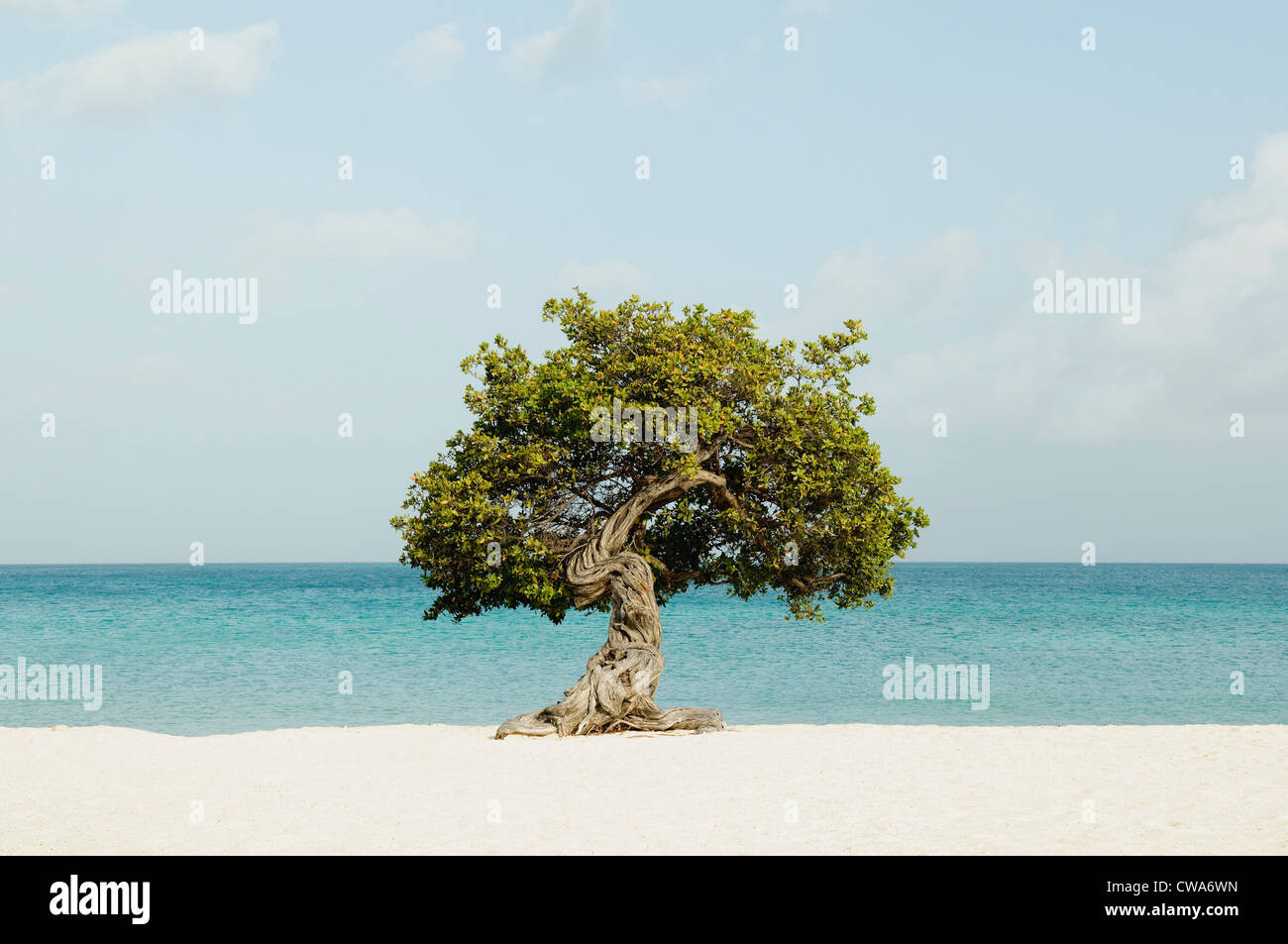 Aruba Beach Tree High Resolution Stock Photography and Images - Alamy