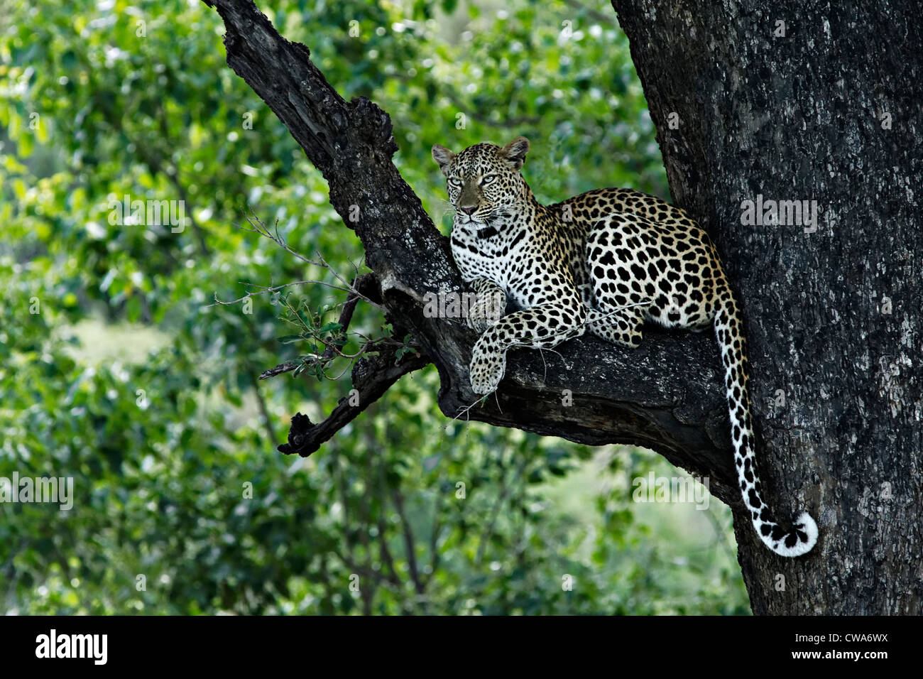 Leopard ( Panthera pardus ) laying on a tree branch, Kruger National ...