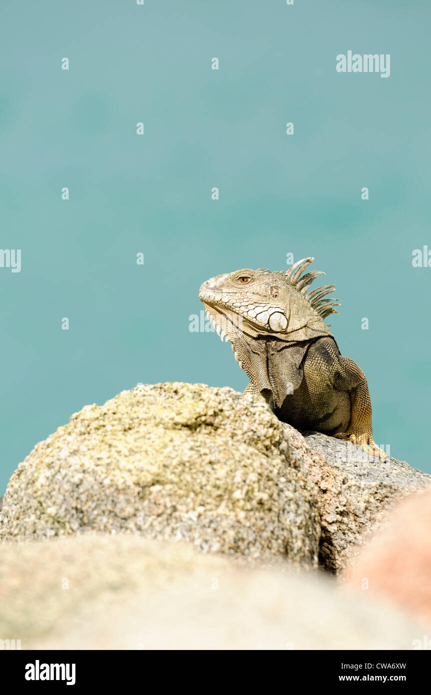 Iguana Species High Resolution Stock Photography and Images - Alamy