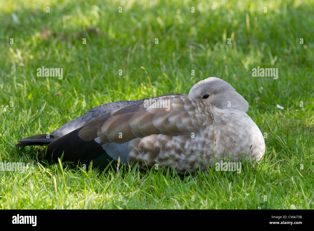 Blue winged goose hi-res stock photography and images - Alamy