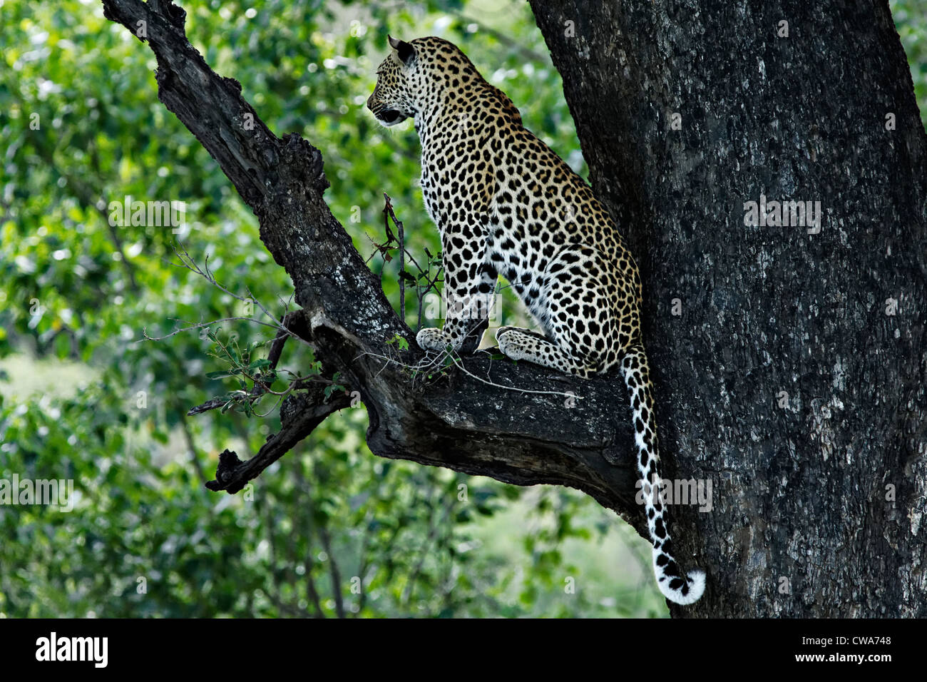 Leopard sitting on tree hi-res stock photography and images - Alamy