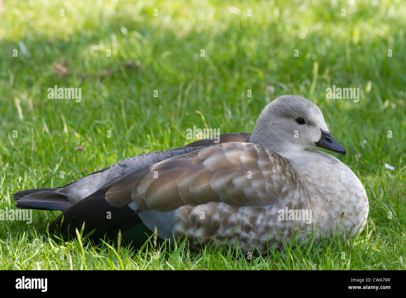 Blue winged goose hi-res stock photography and images - Alamy