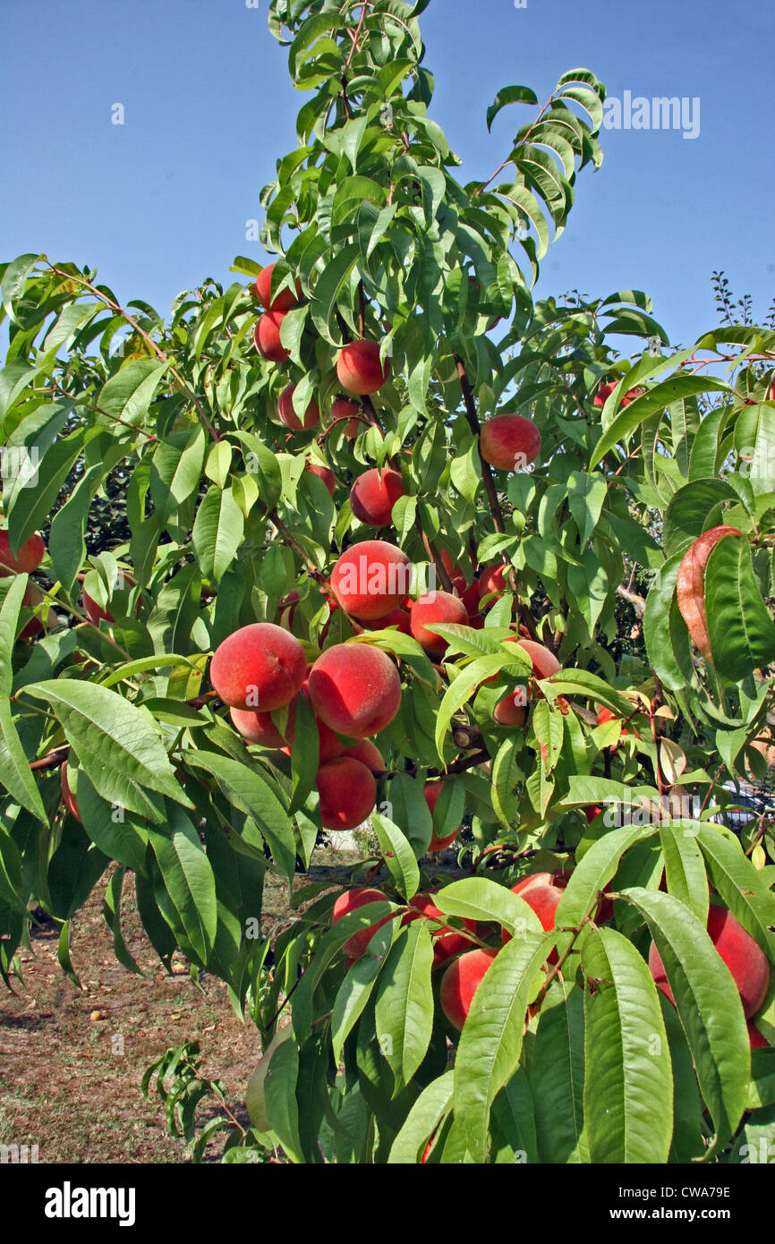 The peach, Prunus persica Stock Photo - Alamy