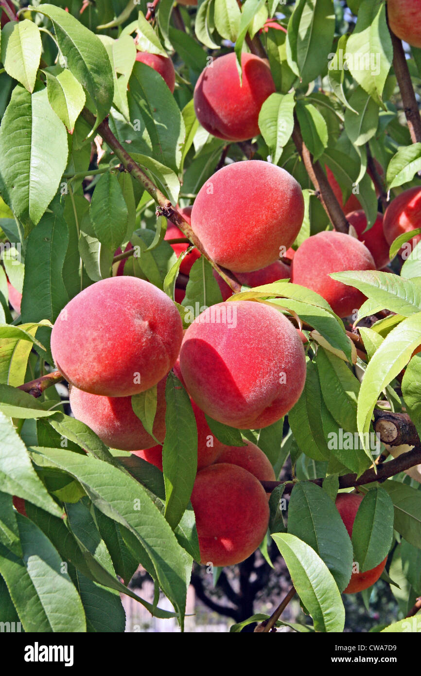 Prunus Persica Fruit