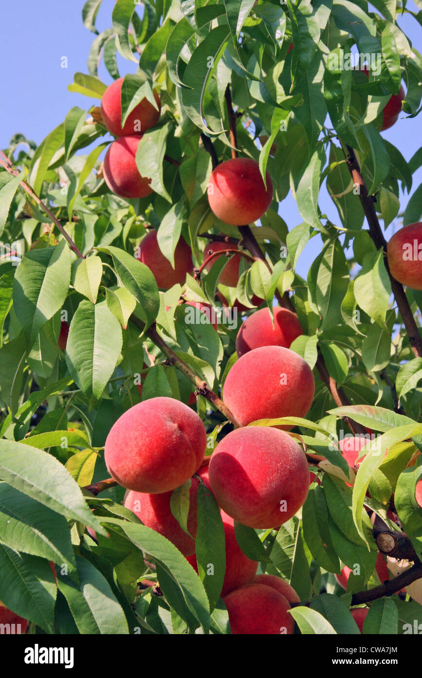 The peach, Prunus persica Stock Photo - Alamy