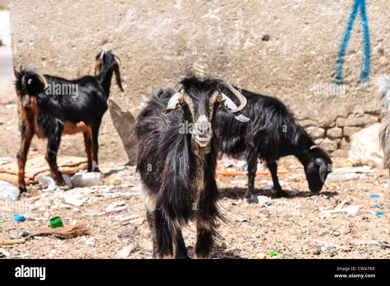 hungry goats seeking food in the city dump, Egypt Stock Photo - Alamy