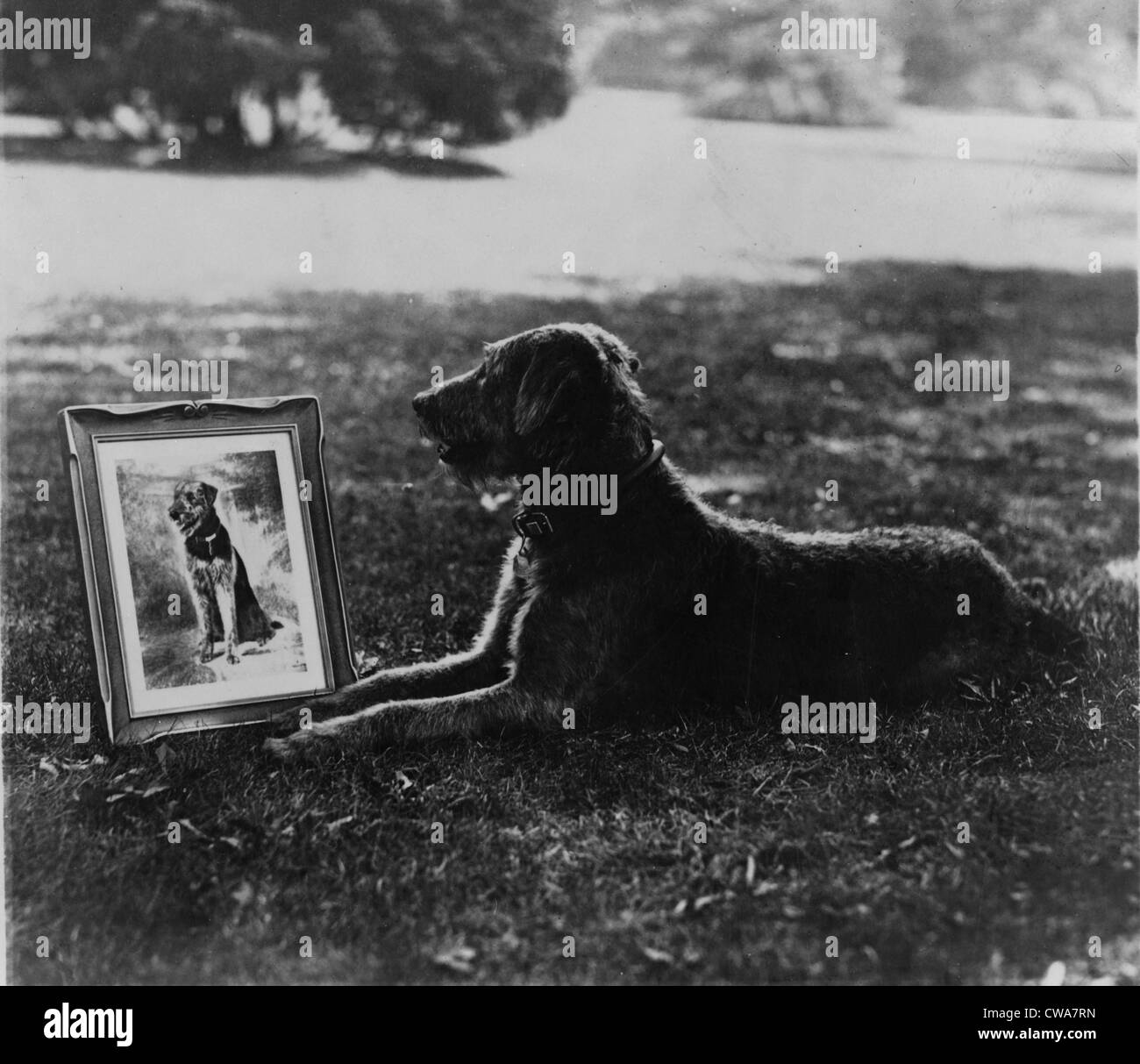 President harding and laddie boy hi-res stock photography and images ...