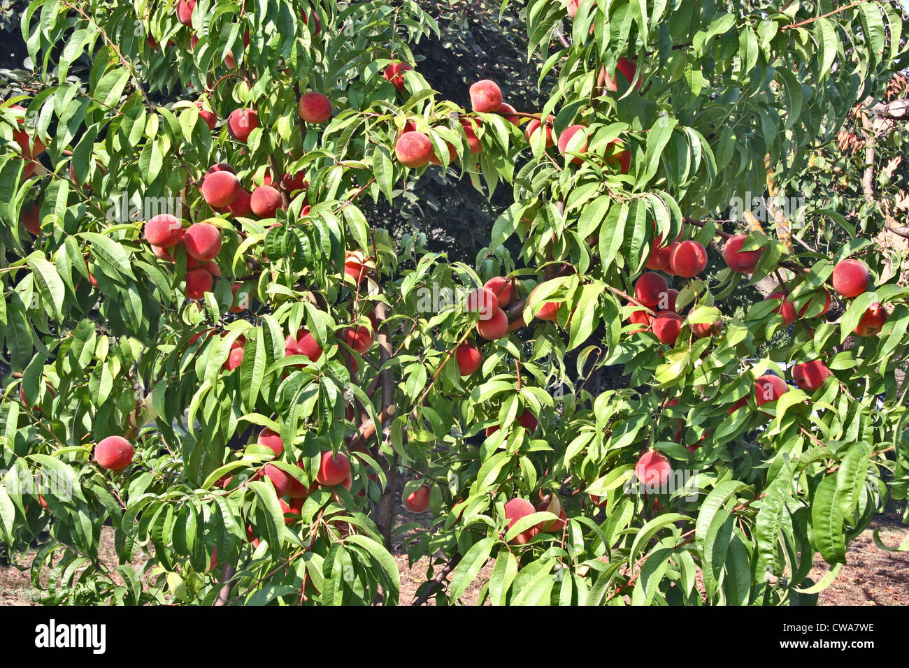 The peach, Prunus persica Stock Photo - Alamy