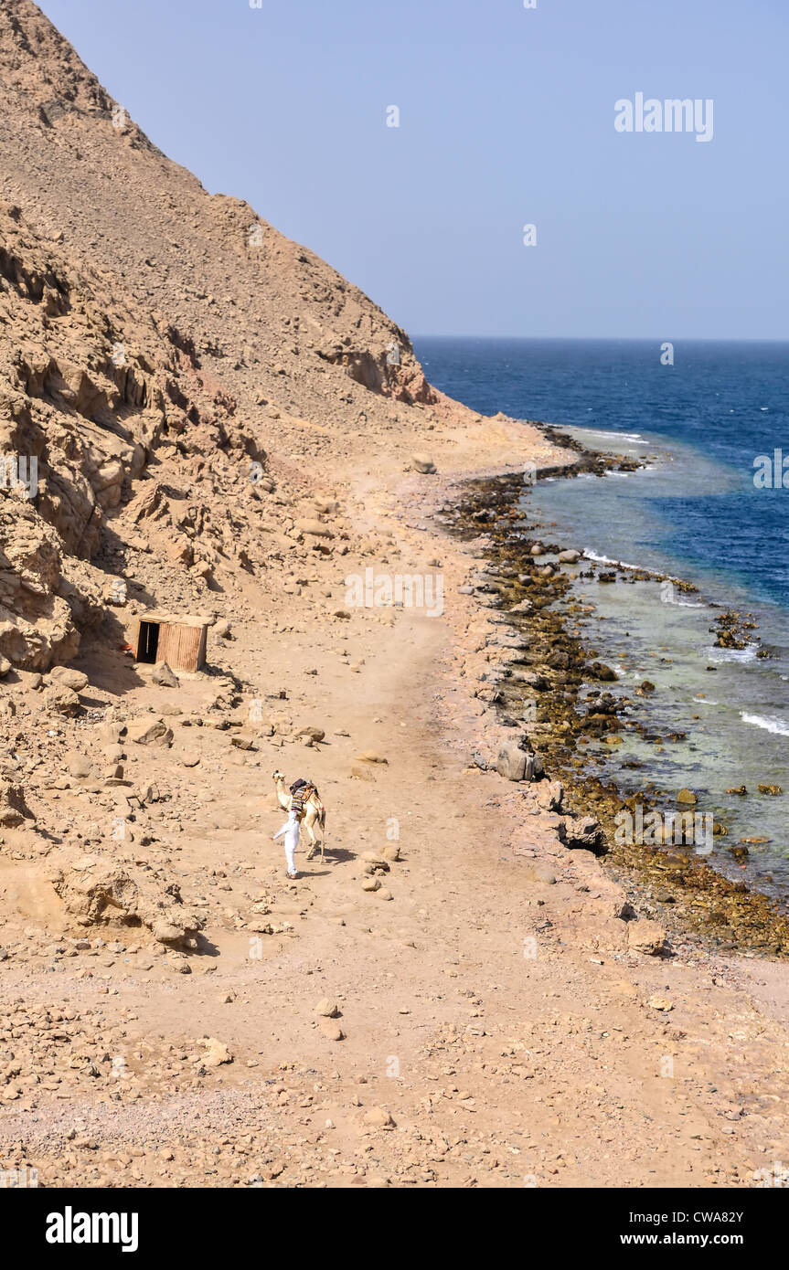 Leading camel to water hi-res stock photography and images - Alamy
