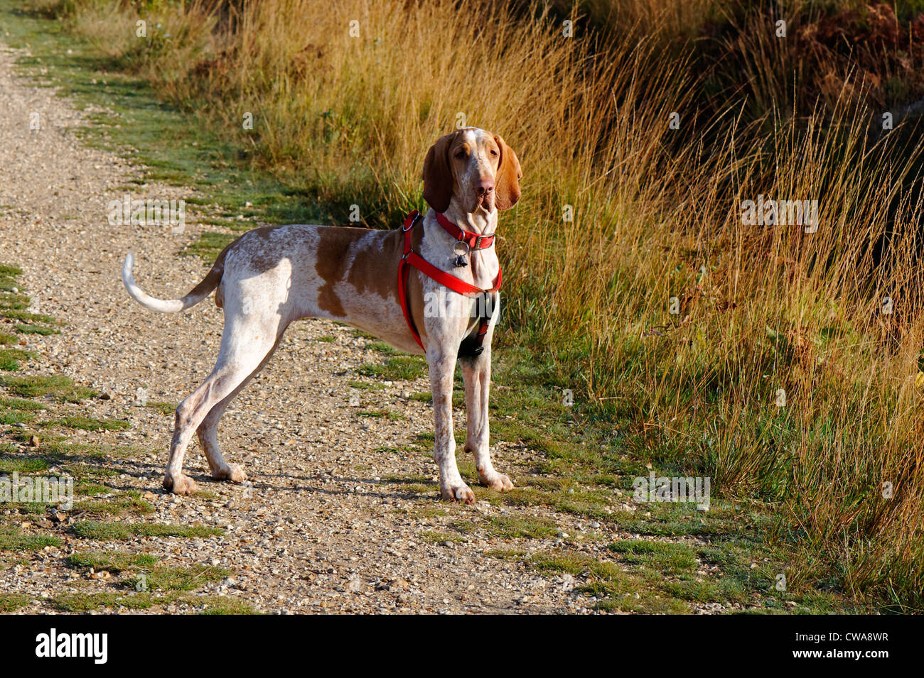 Bracco Italiano, the Italian Pointer, female, on a country lane ...