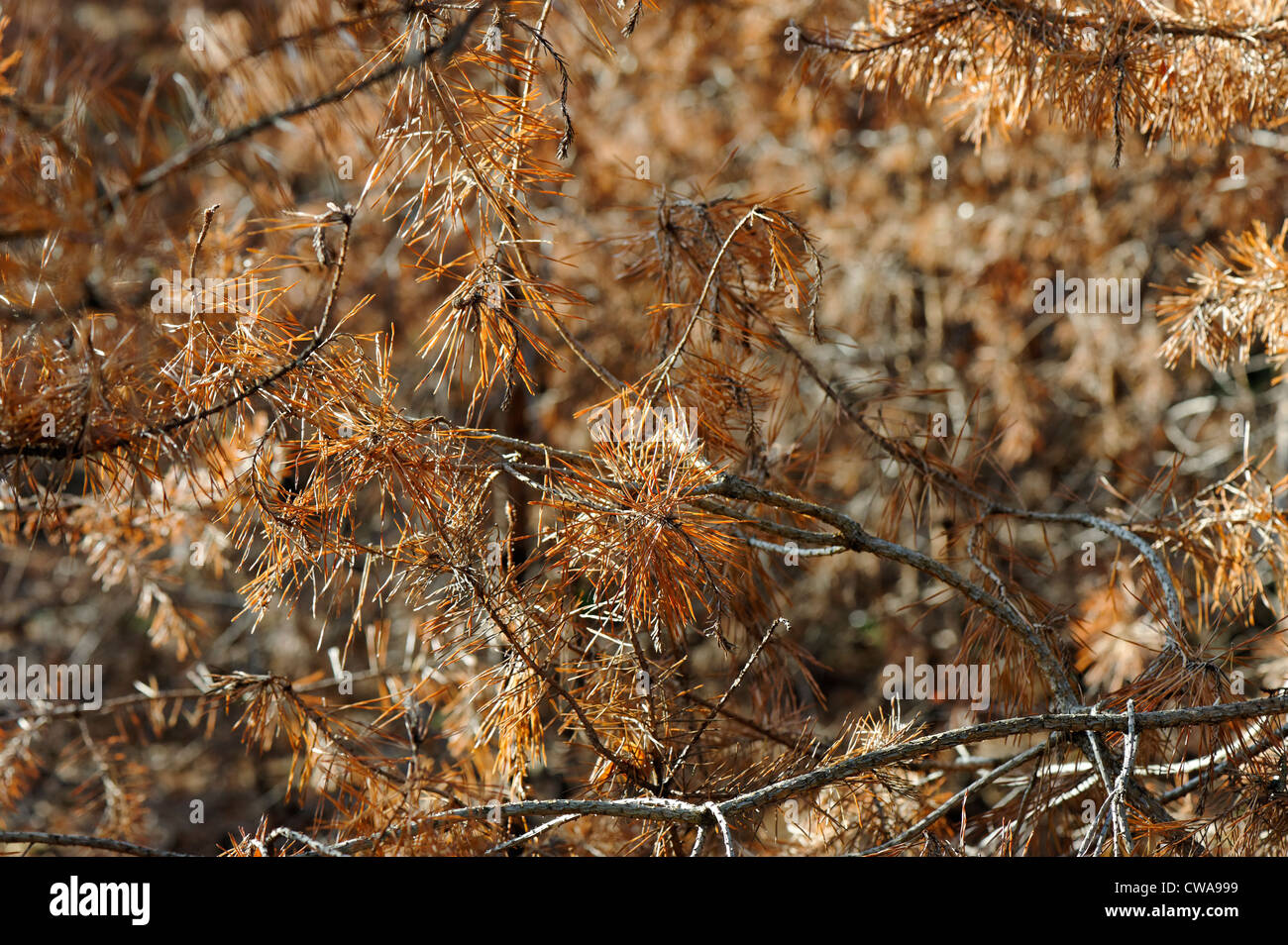 Rust red branches and leaves in the English Autumn Stock Photo - Alamy