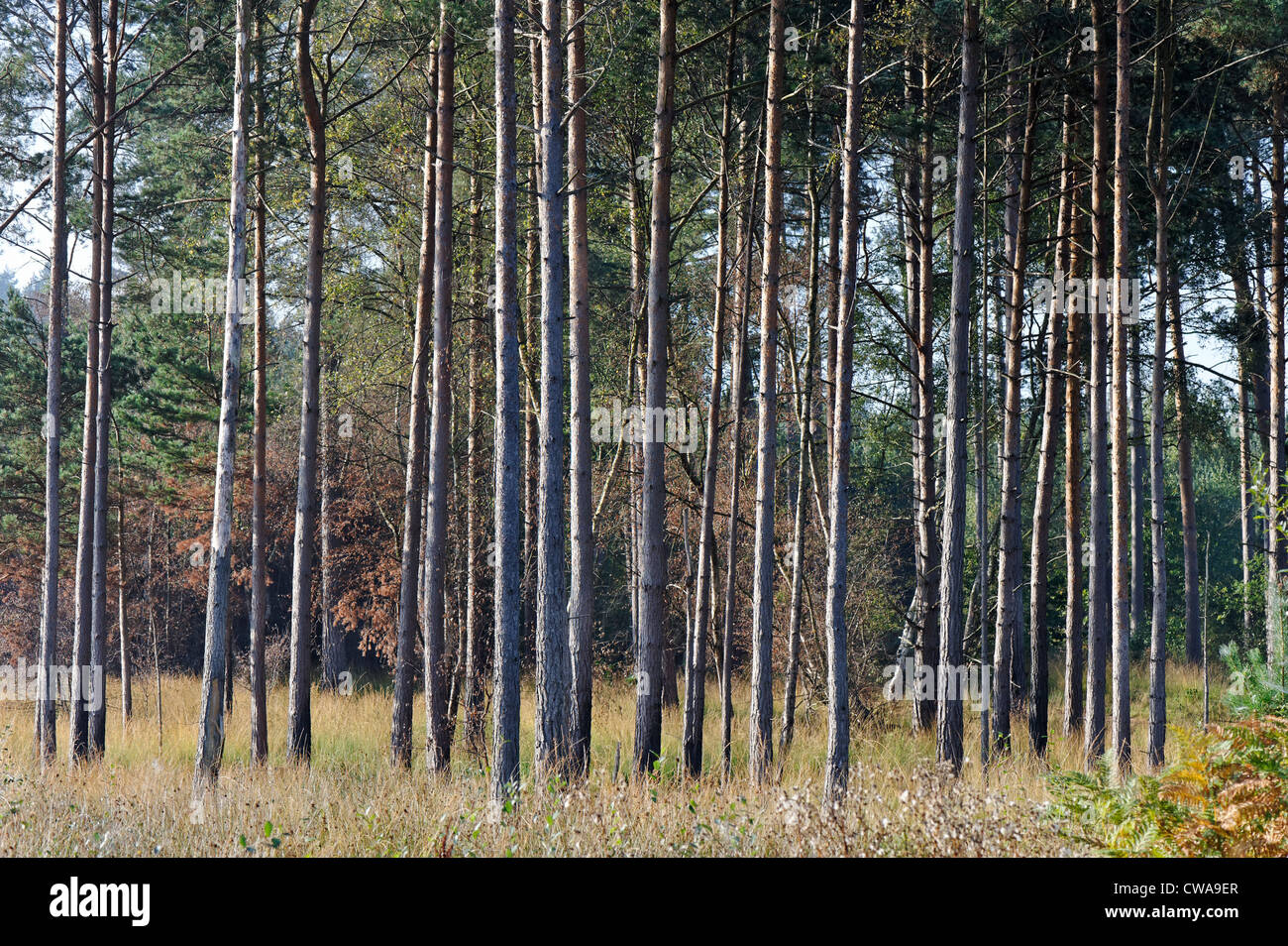 Tall Thin Trees Stock Photos Tall Thin Trees Stock Images Alamy tall-thin-trees-stock-photos-tall-thin-trees-stock-images-alamy
