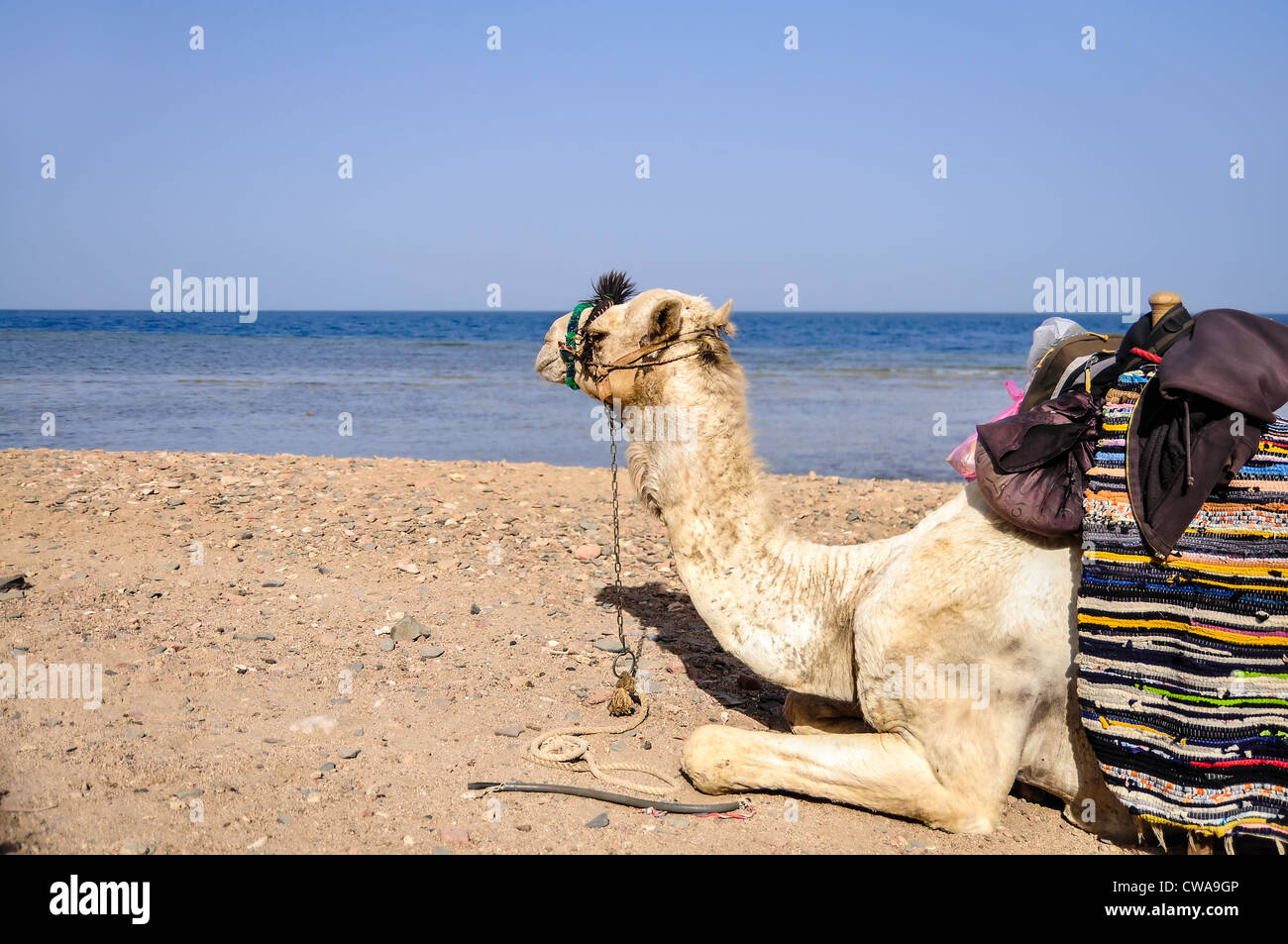 resting camel on the beach of the Red Sea Stock Photo - Alamy