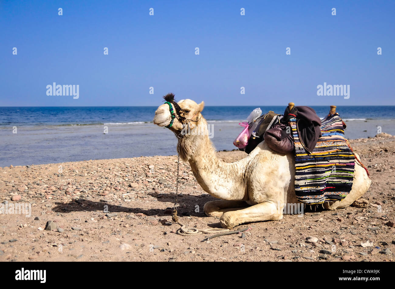 resting camel on the beach of the Red Sea Stock Photo - Alamy