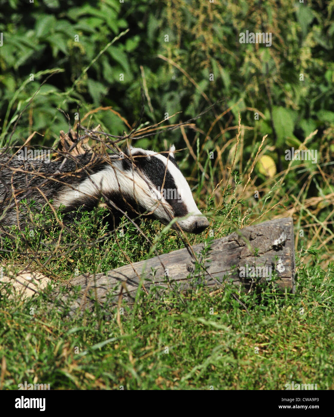 Badger on the field hi-res stock photography and images - Alamy