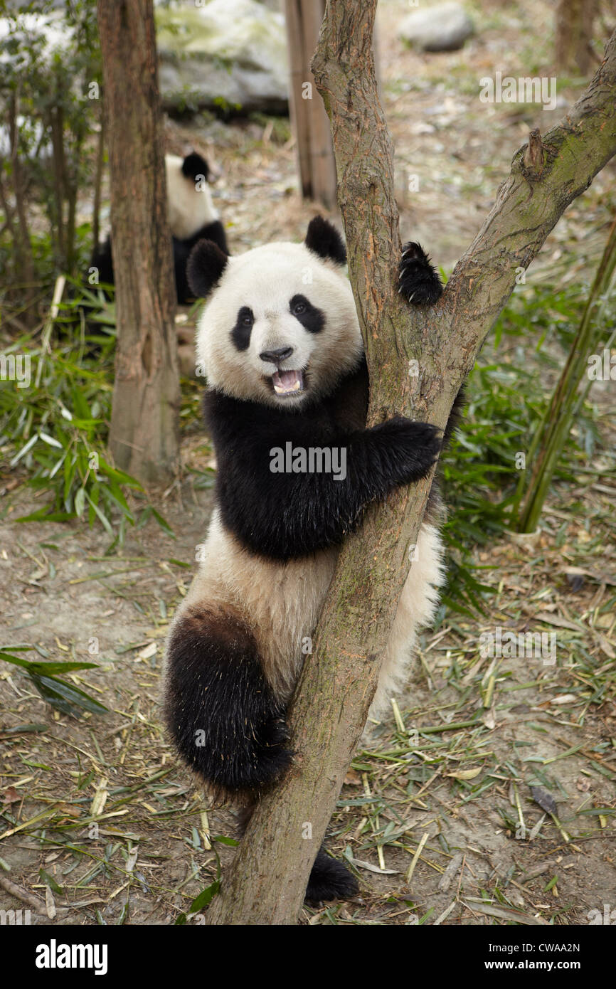 Giant Panda climbing a tree at the Chengdu Panda Breeding Research ...
